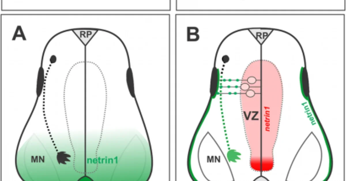 Neural Development review online! | Butler Research Lab